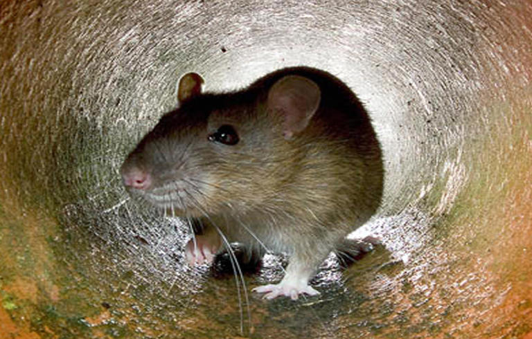 Rat warning as UK homes see huge increase in rodent activity
