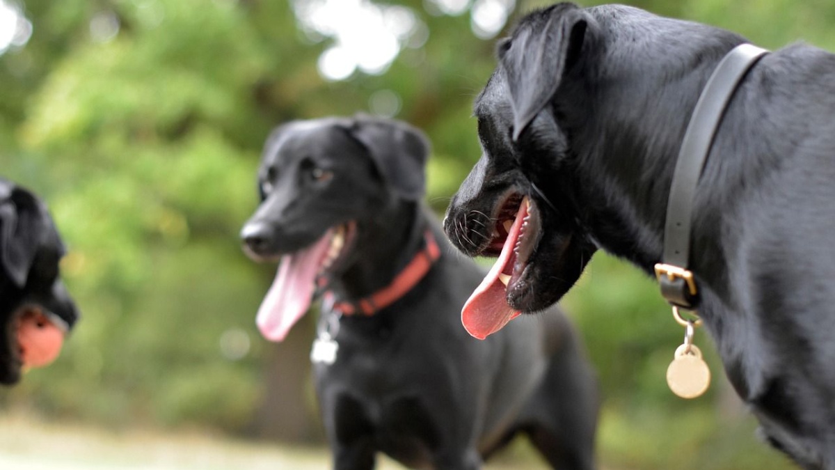 Common dog myths experts have finally debunked