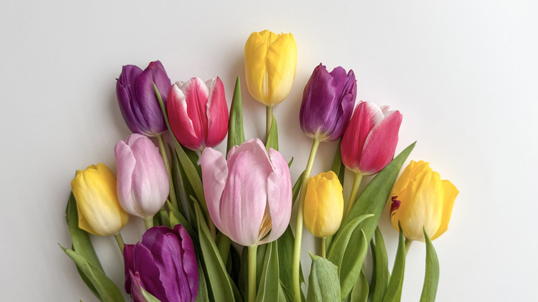The Martha Stewart-approved way to display your spring tulips