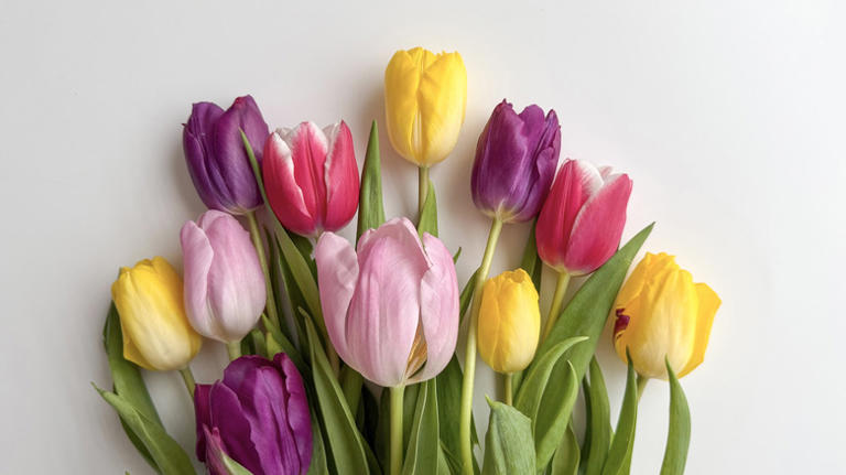 The Martha Stewart-approved way to display your spring tulips