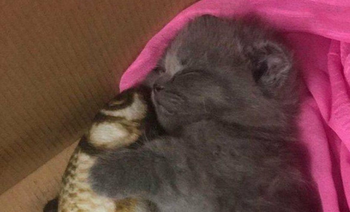 Abbandonato in una scatola con un pesce di peluche stretto tra le zampe ...