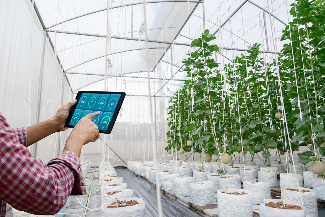 Groundbreaking pollinator-independent indoor berry production may ...