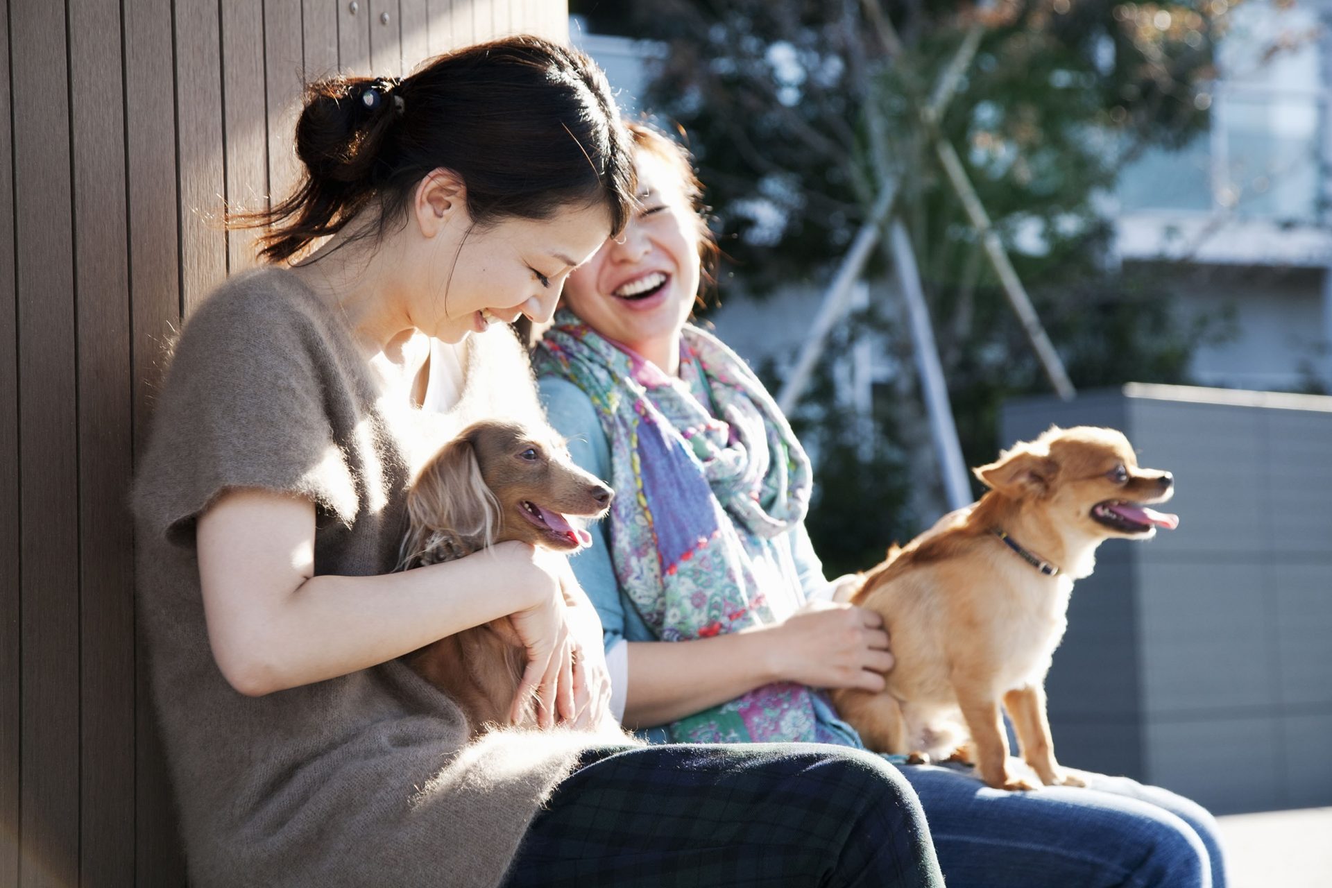 Meer honden en katten dan kinderen: wat zegt dat over onze samenleving?