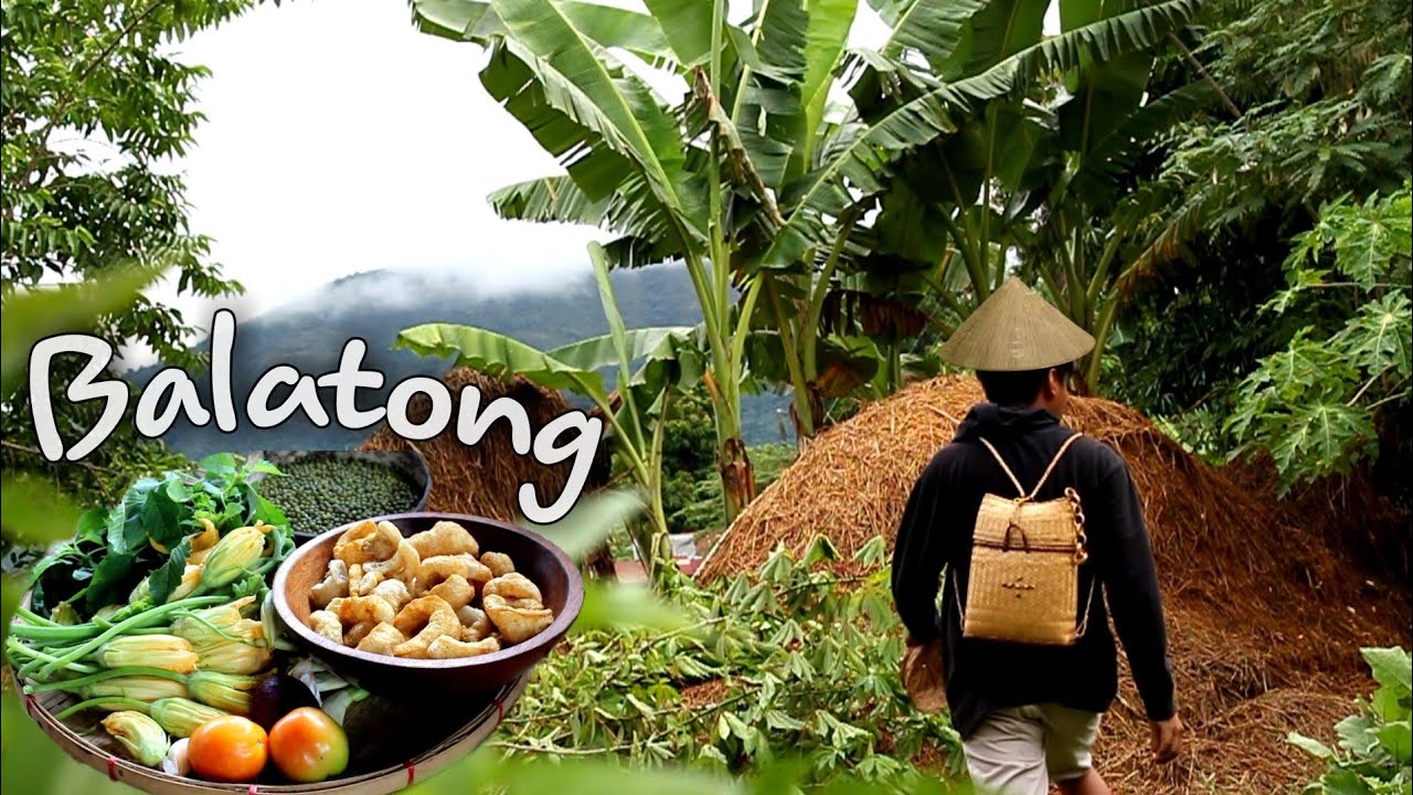 Cooking ginisang mung beans with kalunay and chicharon the Ilocano way