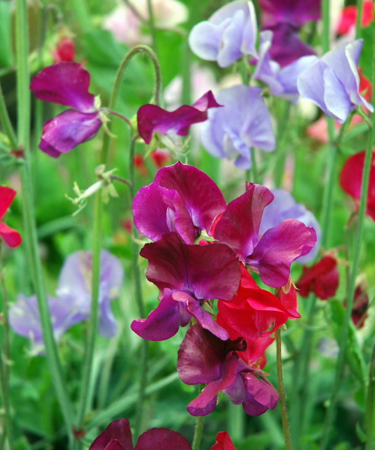 Pinch out sweet peas now for double the spring blooms: A 2-minute trick ...