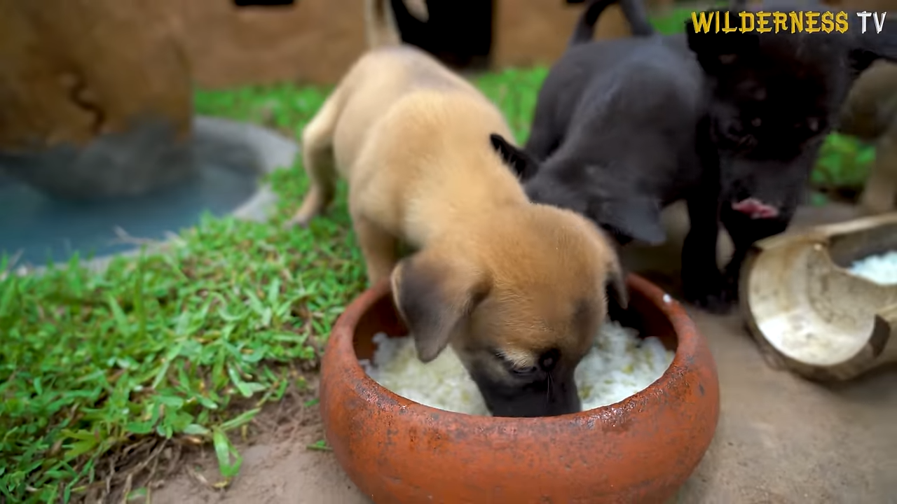 Poor cold puppies kept crying, then we built them shelter near the fish ...