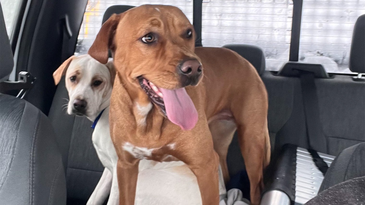 Long Island snowplow driver rescues two dogs during blizzard