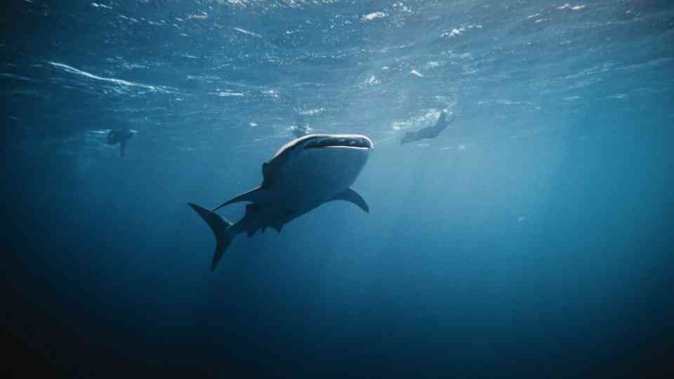 This is what happens when the largest fish on Earth hides its babies