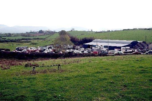 Fat cow selling to a top of £2630 at Rathfriland Co-op