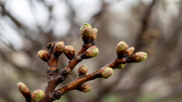 How and when to fertilize fruit trees for healthy growth and better ...