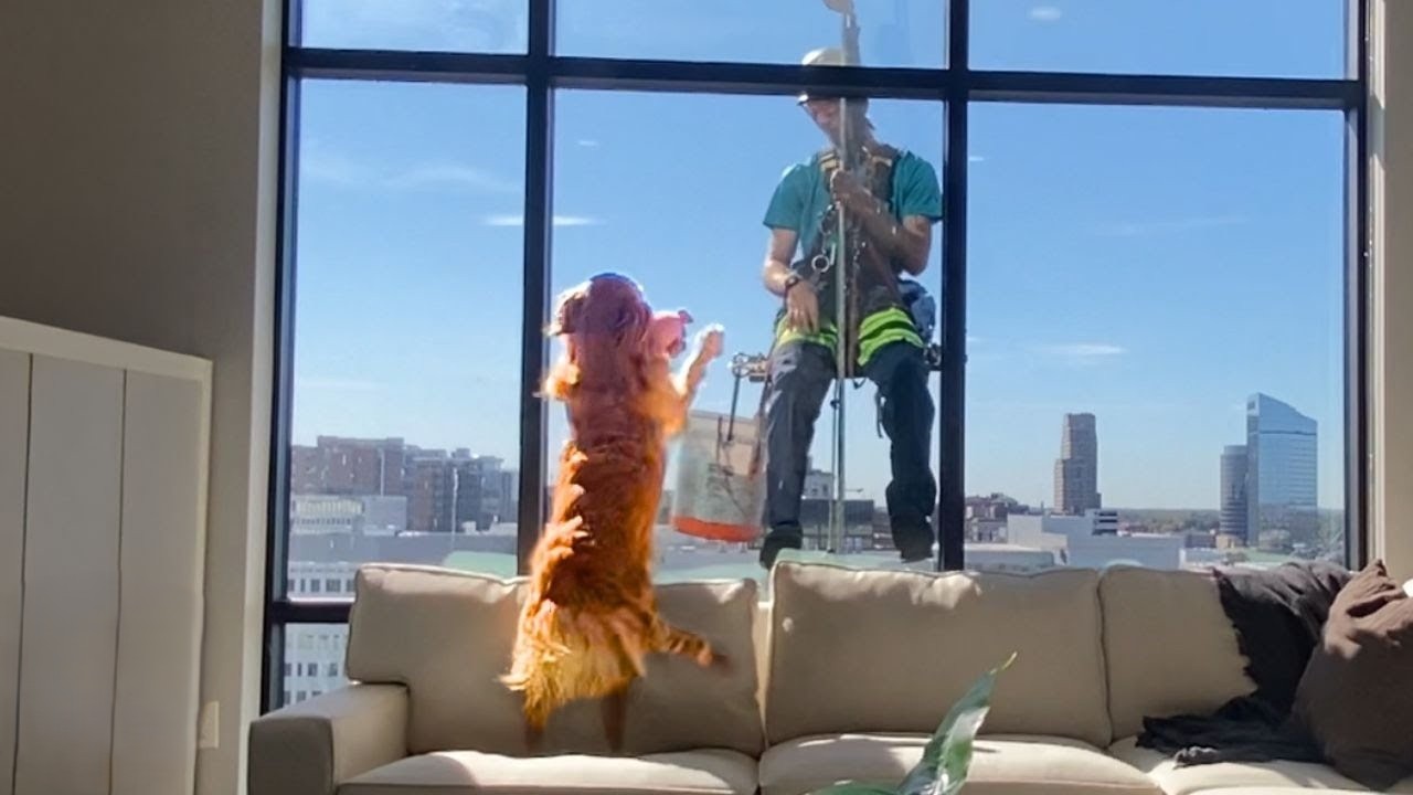 Dog falls in love with window washer - and brings him gifts daily