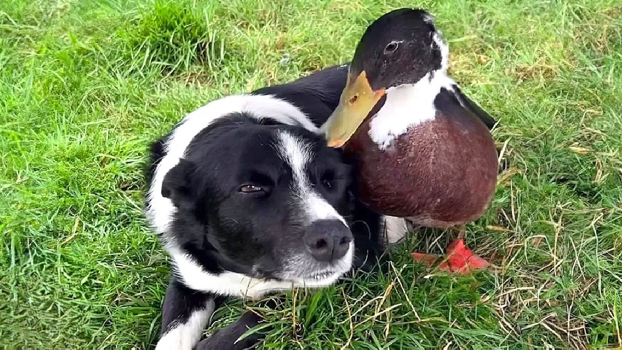 Tiny rescue duck picks a collie as his best friend - and never leaves ...