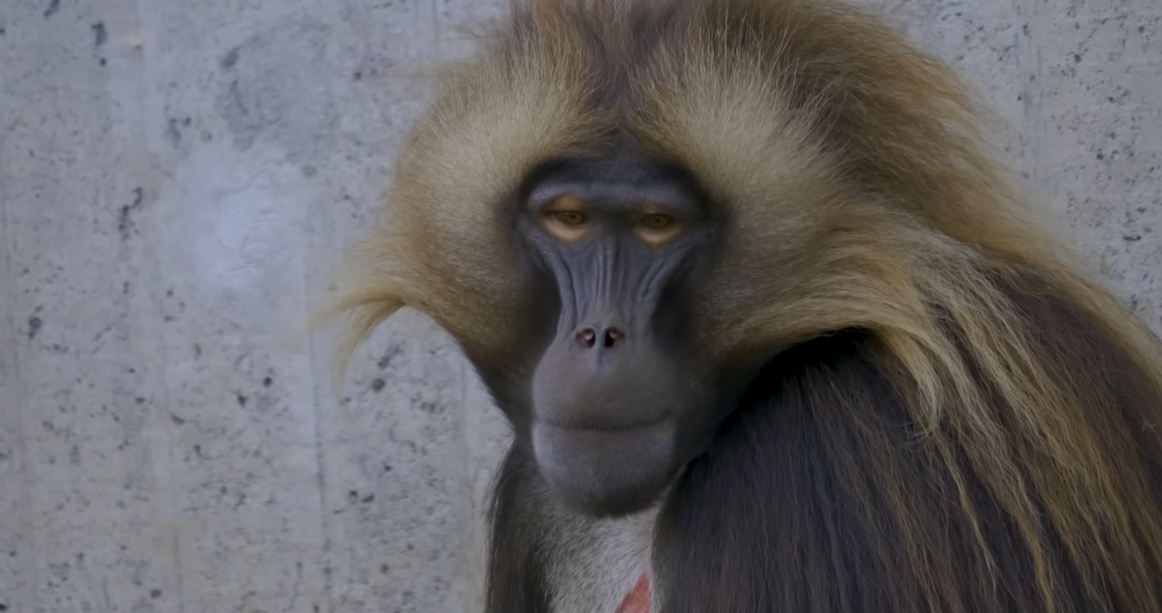 This baboon looks like a predator - but eats grass