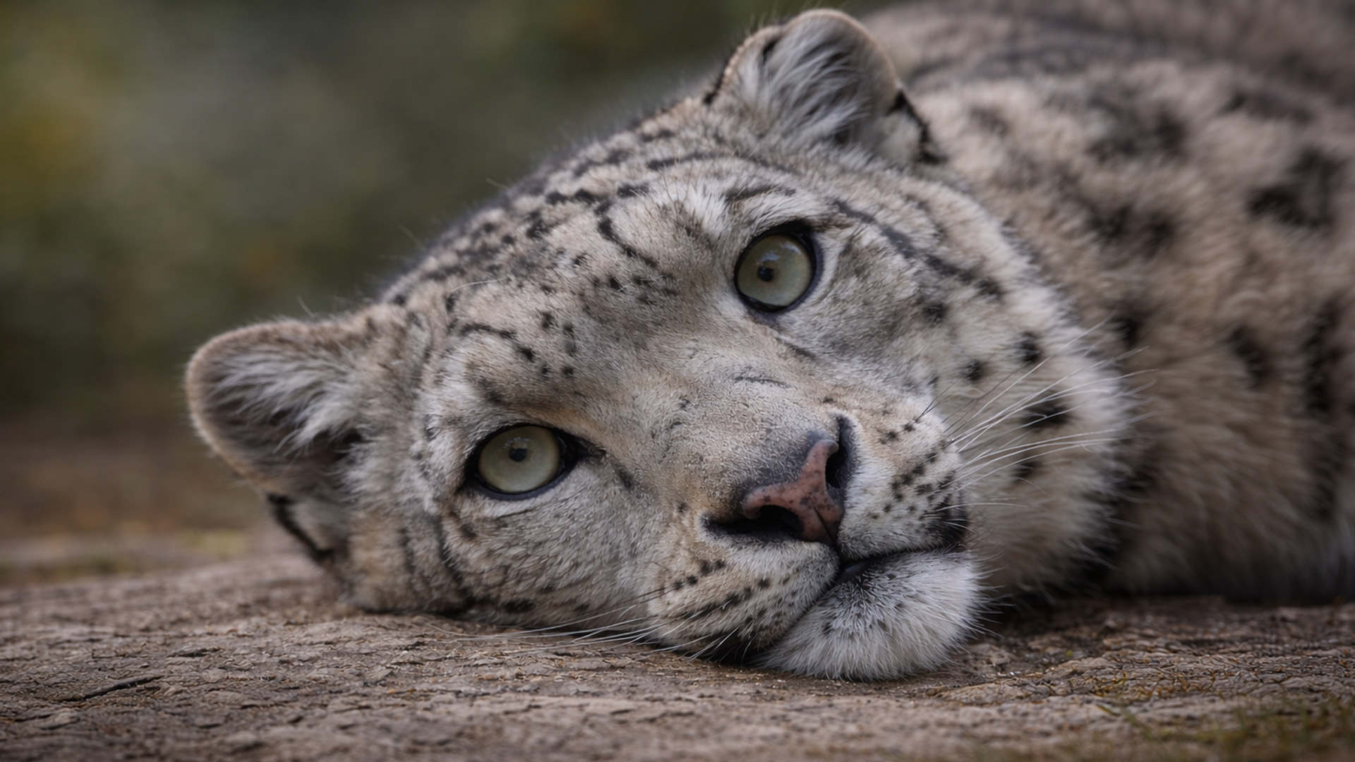 This rare predator rested right before my lens