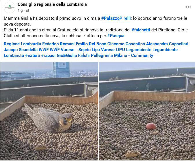 Giulia e Giò, deposto il primo uovo dei falchi pellegrini del Pirellone ...