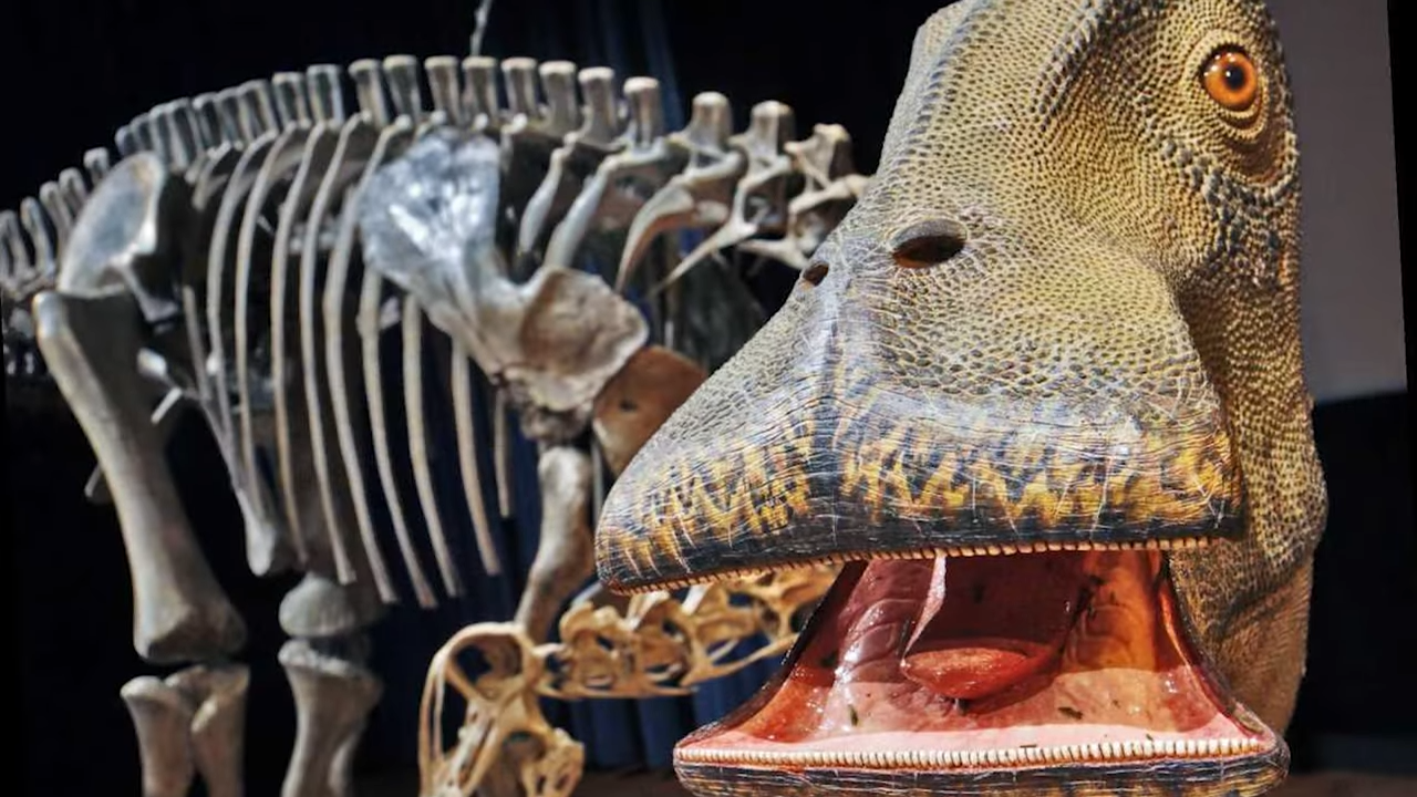 Nigersaurus the dinosaur with more than 500 teeth and a mouth like no other