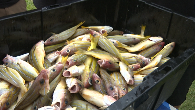 Hawaii’s ‘Eat the Invaders’ event tackles invasive fish species