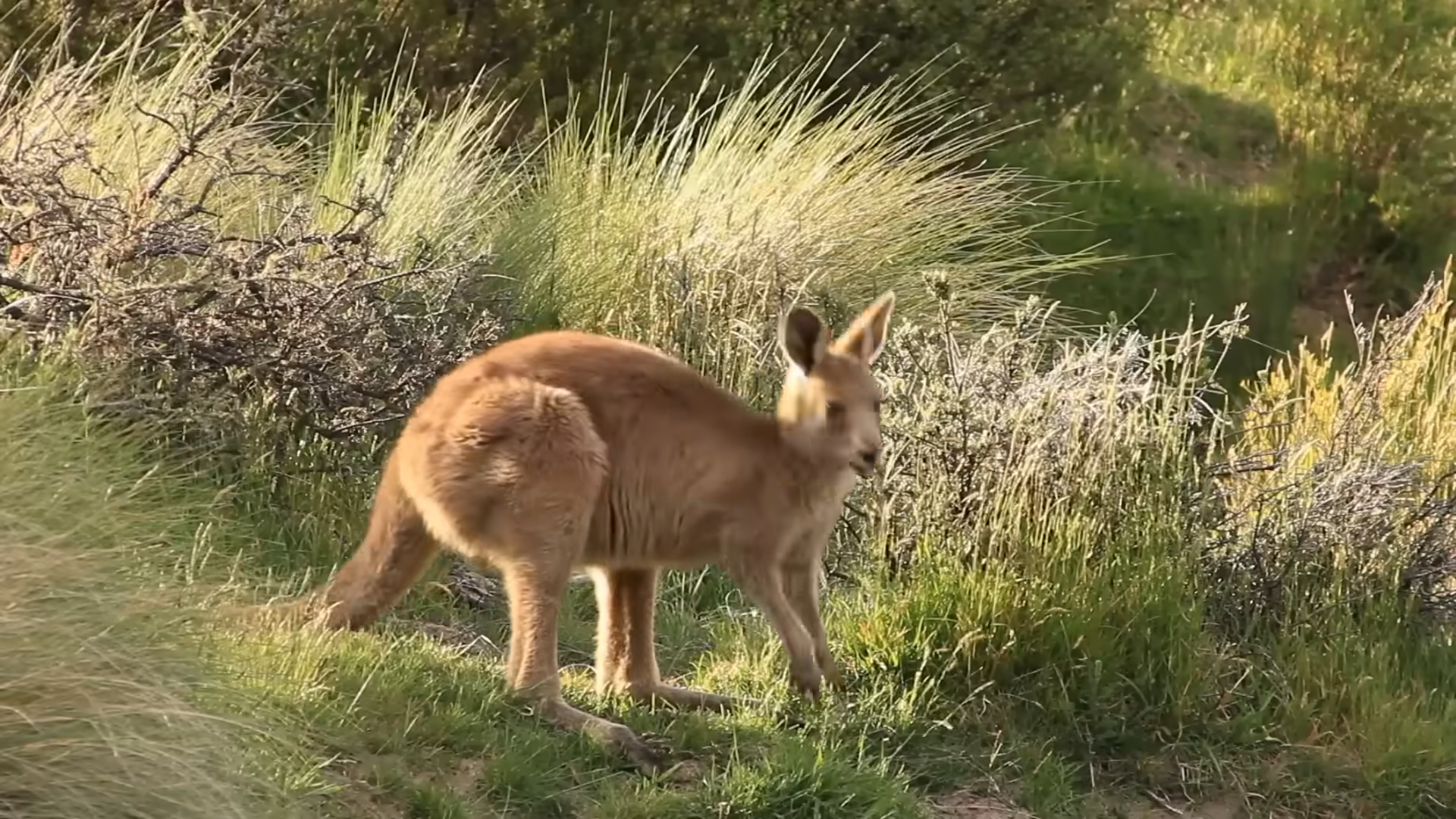 Kangaroo for dinner on a train crossing the continent