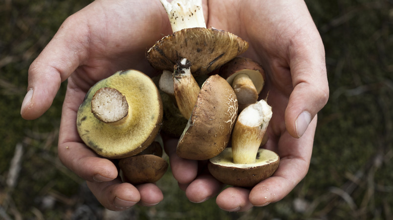 16 edible mushroom varieties and what to do with them