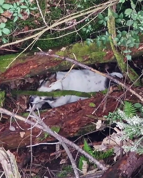 La cagnolina Terry salvata dopo una notte di paura
