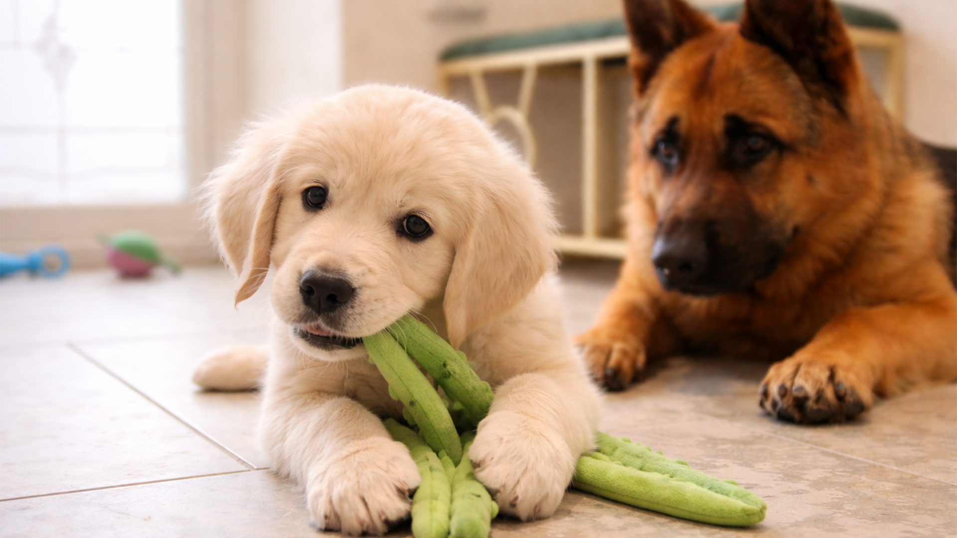 Duitse herder ontmoet zakformaat golden retriever pup