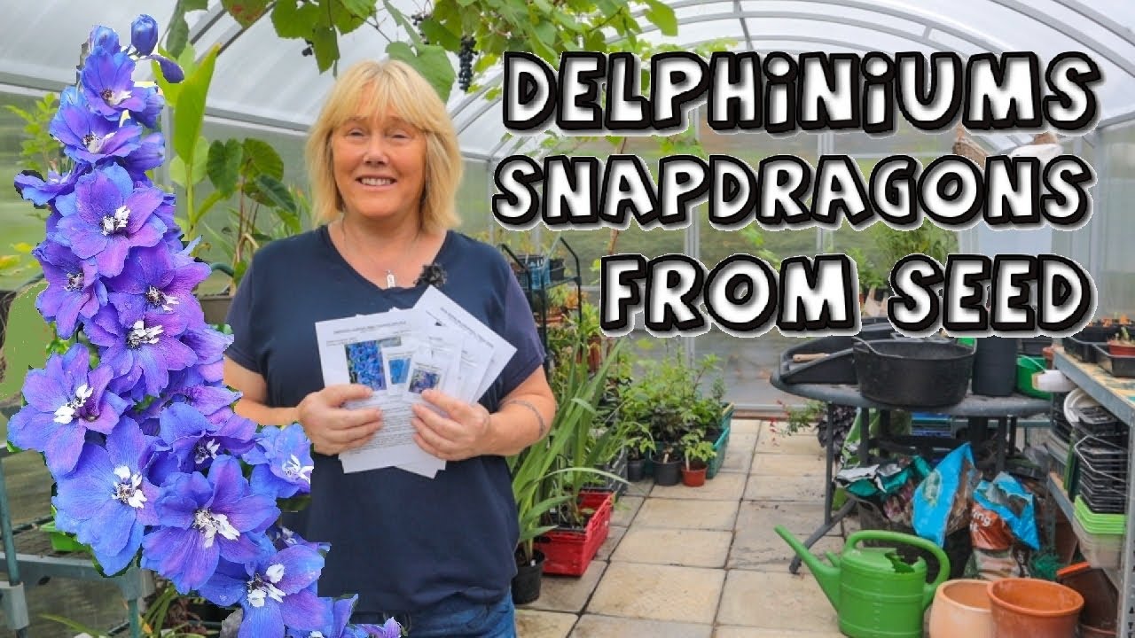Delphiniums & snapdragons from seed summer sowing tips