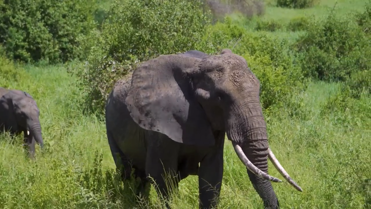 This elephant smashed through homes - and it came back again