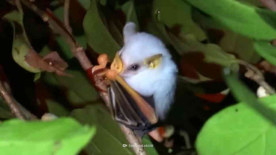 Watch what happens when a white bat bites back