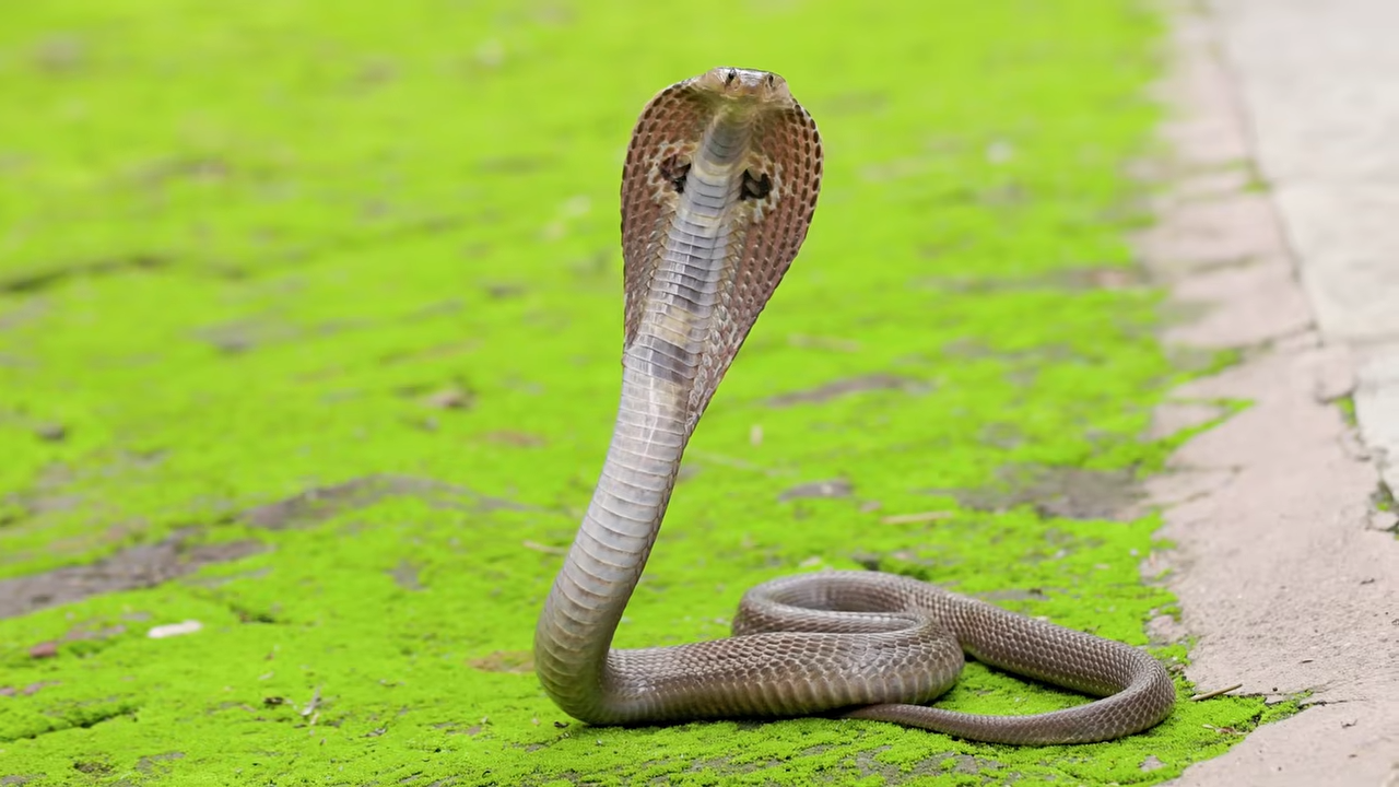 Watch what happens when Asia’s most venomous snake attacks