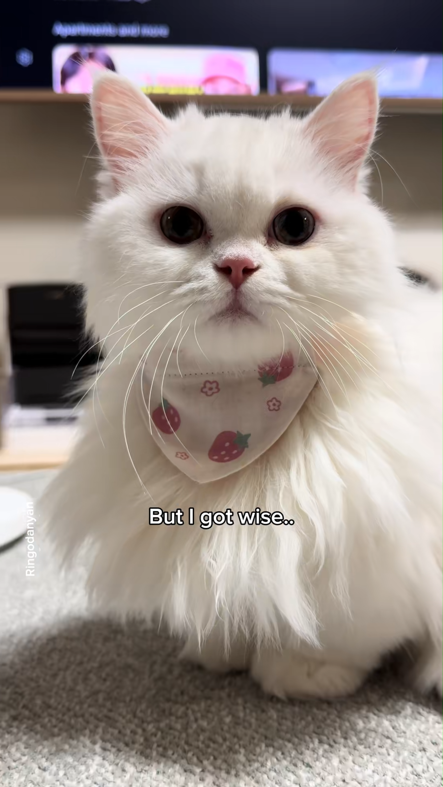 Adorable cats showing their most mischievous moments