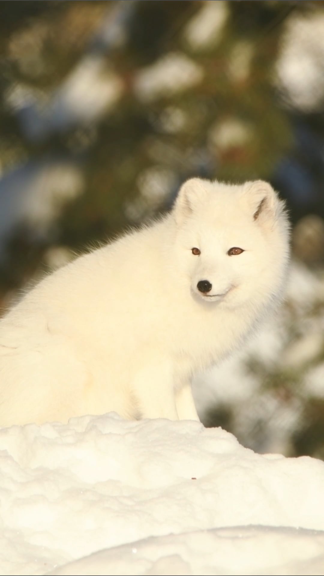 Arctic fox: Ground level views of their harsh winter habitat