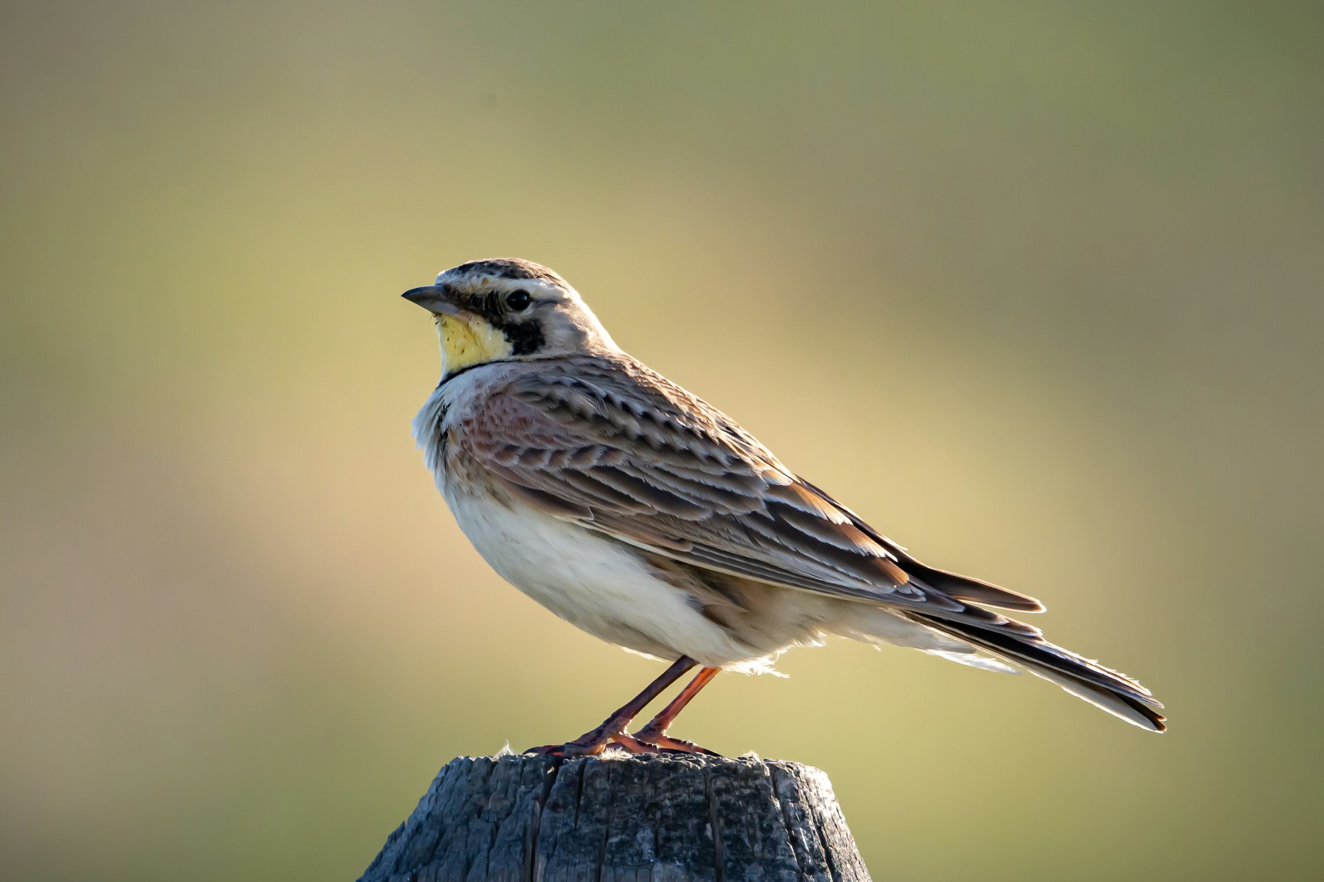 Why the horned lark earned bird of the year and the hidden problem it faces
