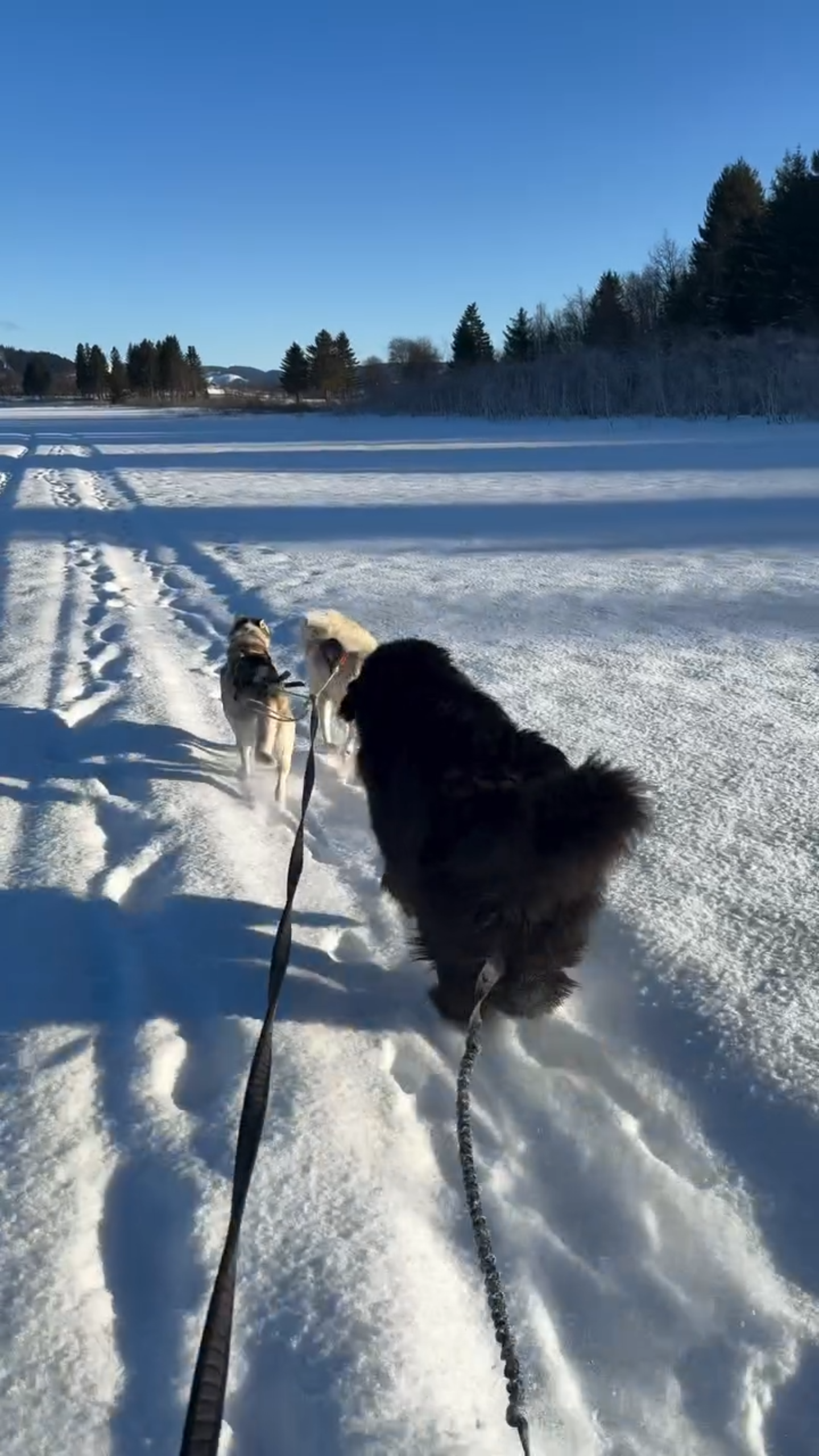 He just wants to be part of the pack