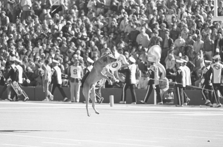 MSU's beloved 'Zeke the Wonderdog' dies. What family is saying