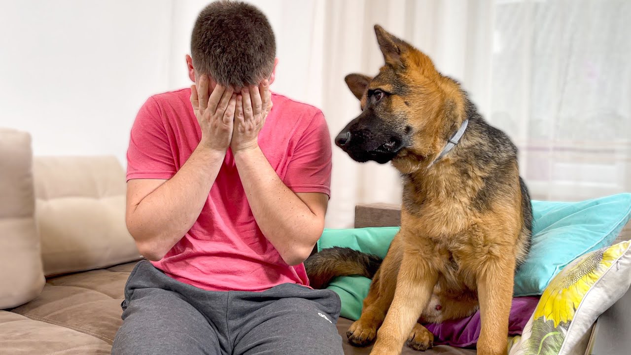 German shepherd puppy says crying is not allowed