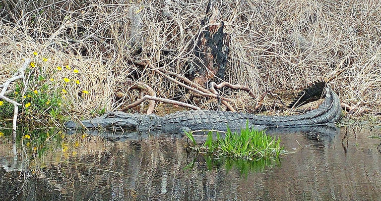 From alligators to carnivorous plants: Best things in the Okefenokee ...