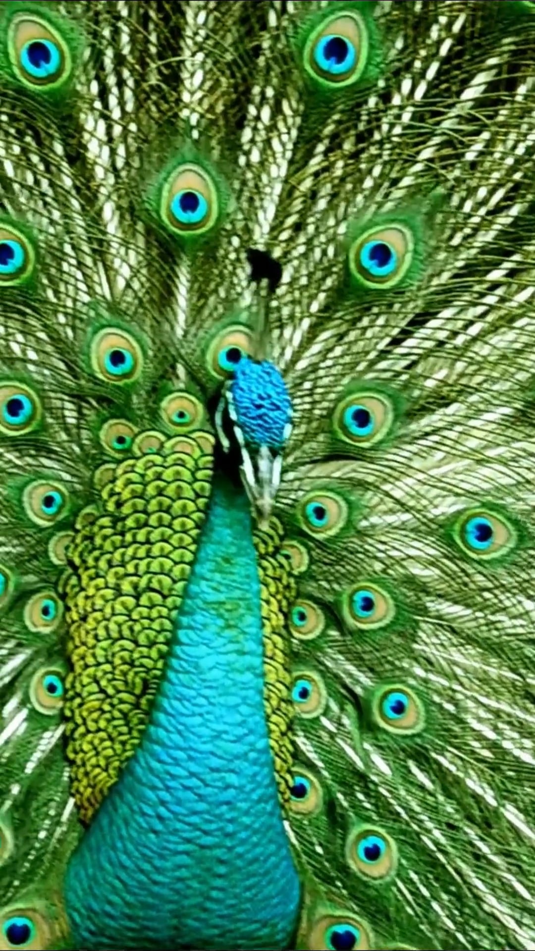 Peacocks: Incredible close-up footage of feathers on display