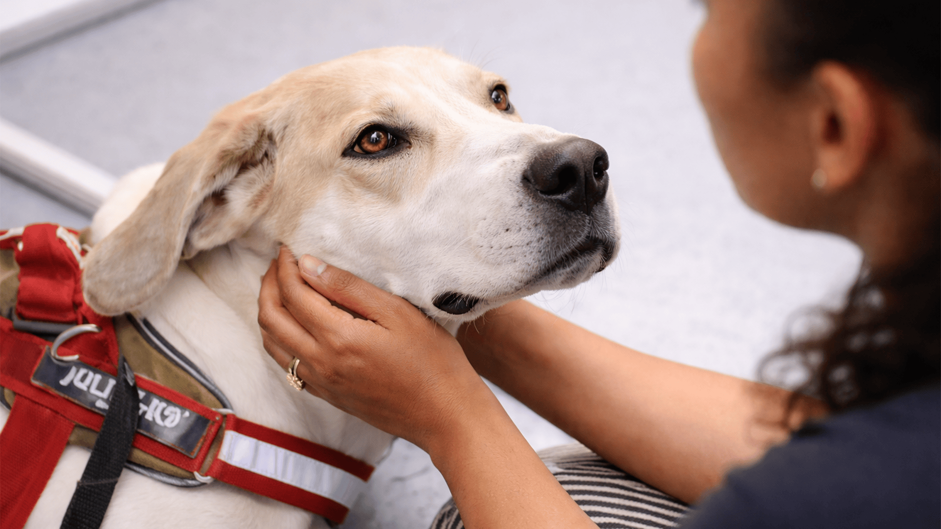 We rescued a forgotten dog and it all went wrong