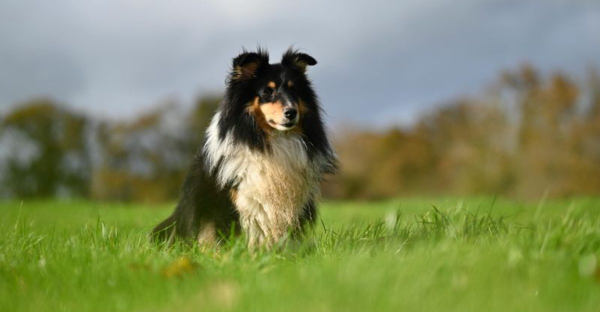 17 dog breeds that bond deeply but struggle when their person leaves ...