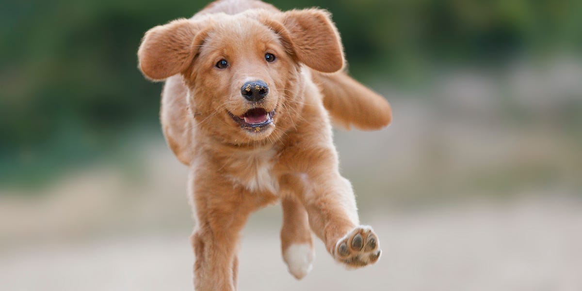 Love golden retrievers? Here are 10 similar dog breeds to consider