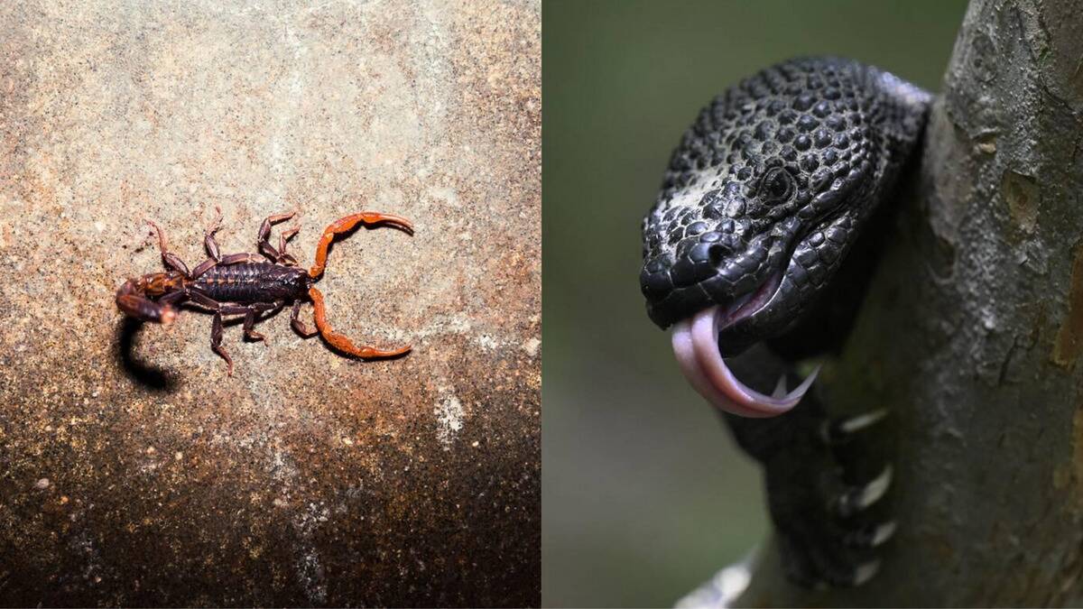 How some animals use venom beyond defense