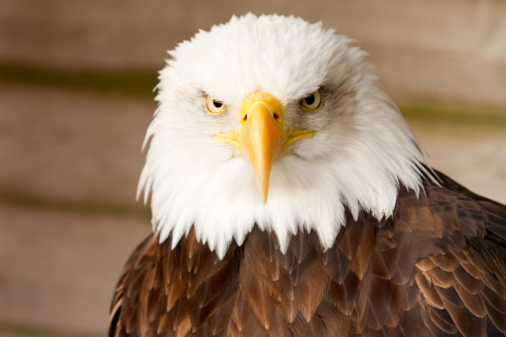 Best places to spot bald eagles in nature