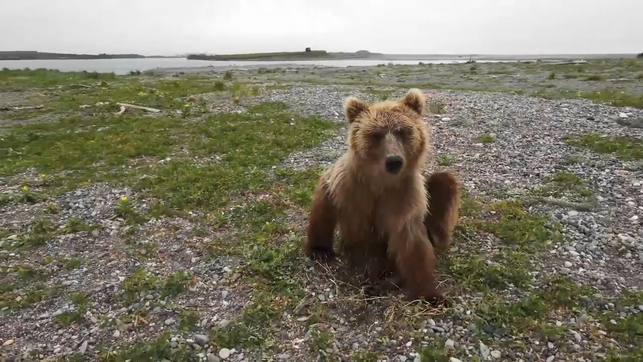 When a wild bear kept killing - and no one could stop it
