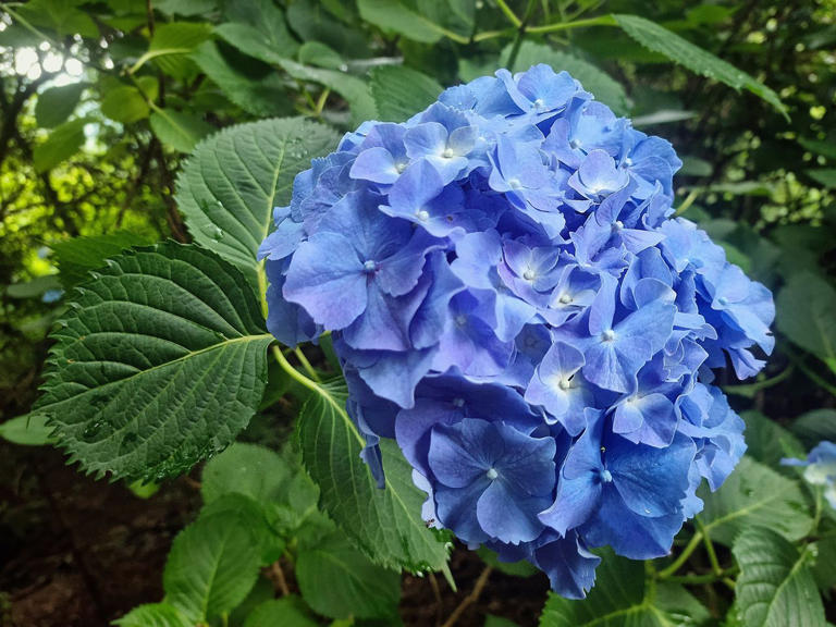 Exactly how—and when—to deadhead hydrangeas for a healthier shrub