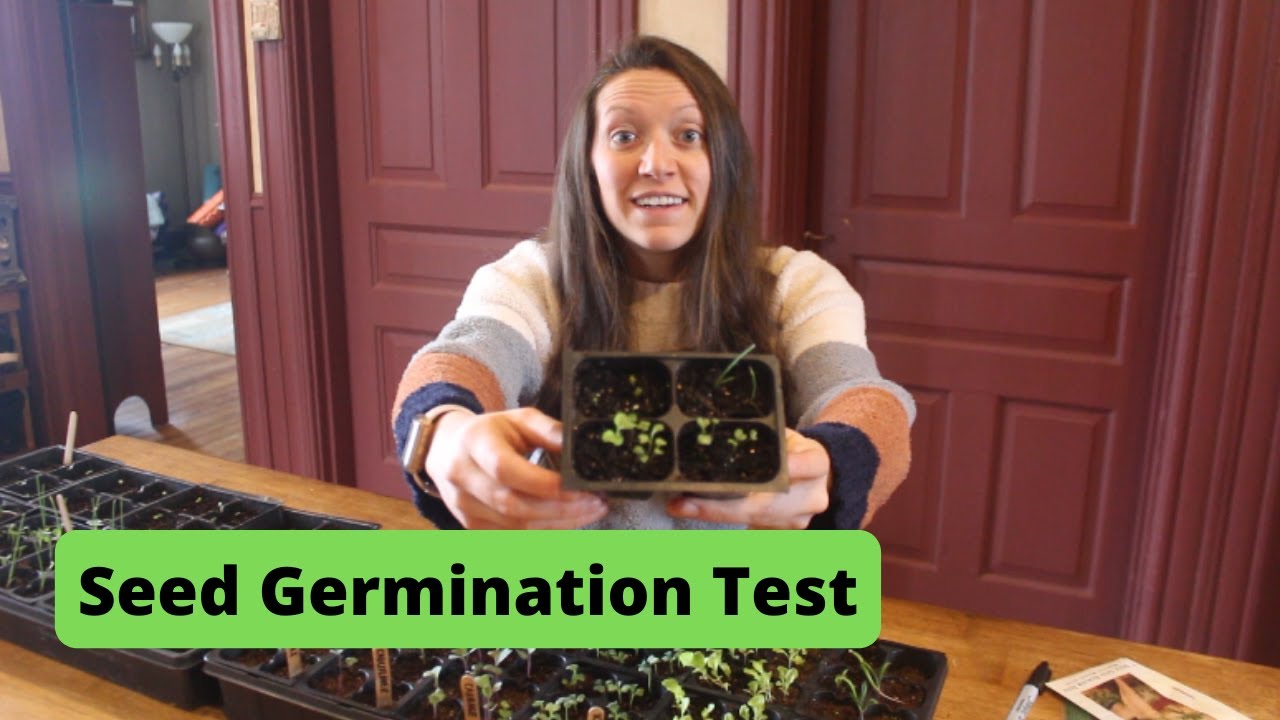 Test seed germination with a simple paper towel and bag
