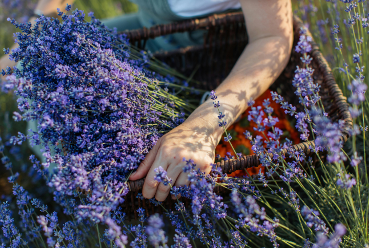 10 beautiful purple perennials to add to your garden