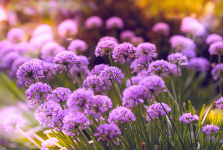 10 beautiful purple perennials to add to your garden