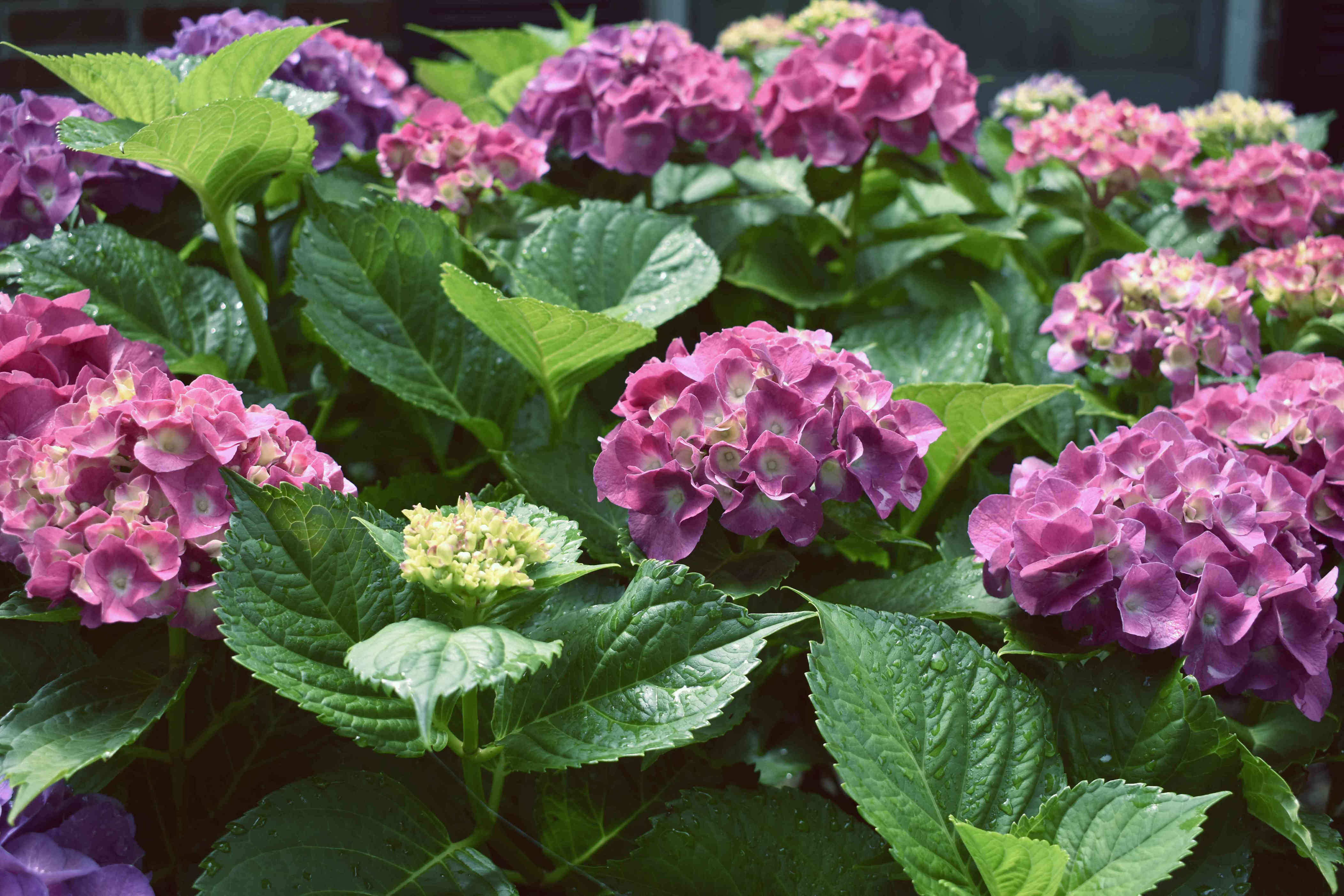 Exactly how—and when—to deadhead hydrangeas for a healthier shrub