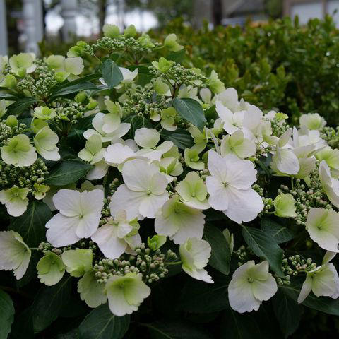 Exactly how—and when—to deadhead hydrangeas for a healthier shrub