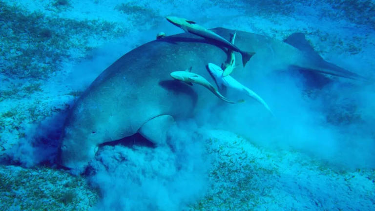 Sea cows of India: Best places to see dugongs as Tamil Nadu’s coast ...
